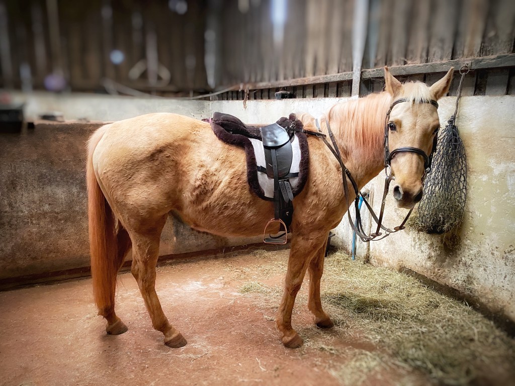 Total Contact Saddle – The rookie horse owner